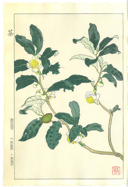 Kuzuhara Teru - F152 Ocha お茶 (Tea plant) - Free Shipping – Magnificent Items from Japan (Team ...