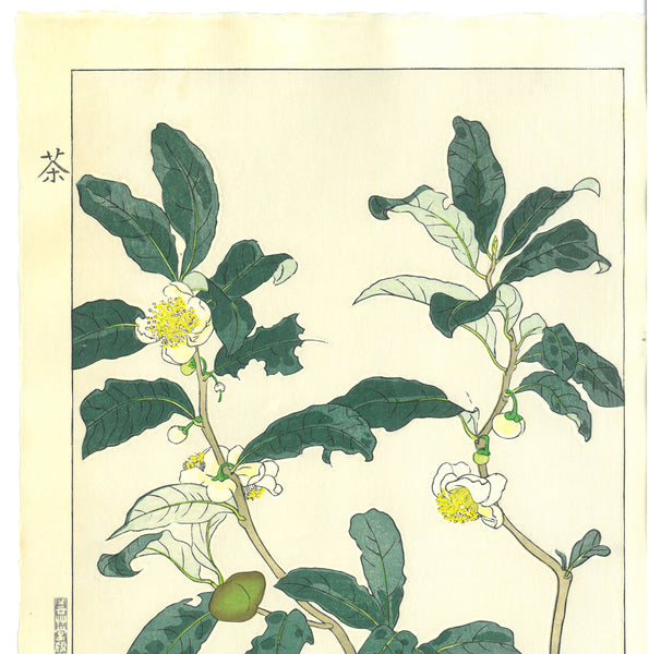 Kuzuhara Teru - F152 Ocha お茶 (Tea plant) - Free Shipping – Magnificent ...